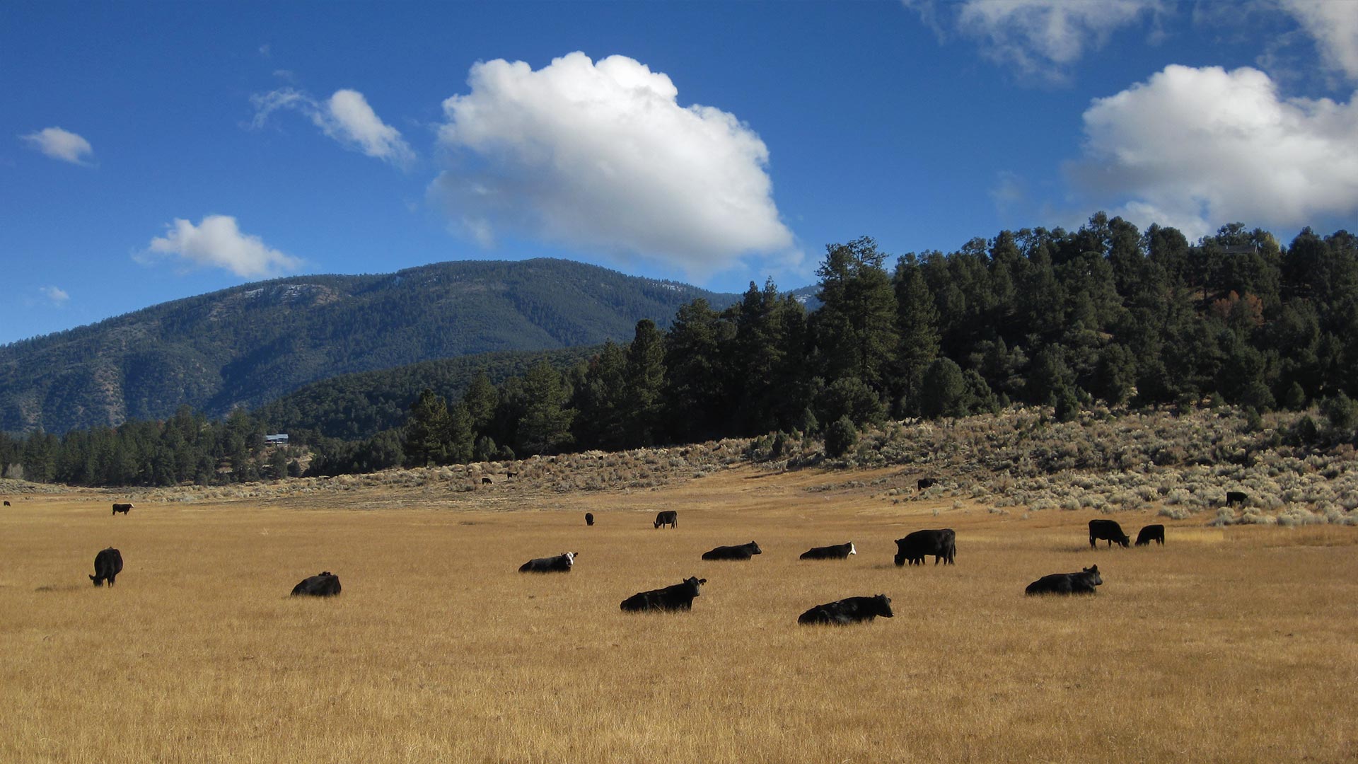 Pinon Pines: Quiet Residential Community in the Heart of Cuddy Valley ...